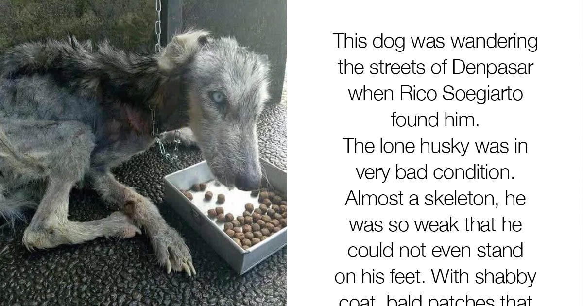 Young Man Found Abandoned Starving Husky, and After 10 Months of Proper ...