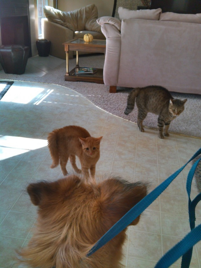 Cats Caught Suddenly Off Guard Have Hilarious Reactions