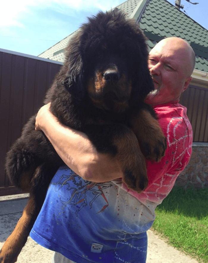 These Super Sized Doggos Think They Are Teenie-Tiny Puppers