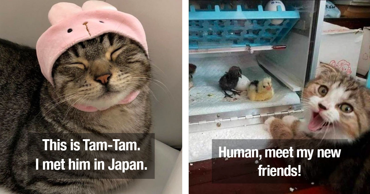 16 People Share Wonderful And Totally Unexpected Encounters With Animals