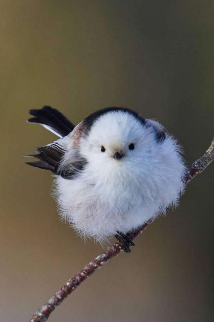This Adorable Little Bird Is Called The Shima Enaga And It Looks Like 