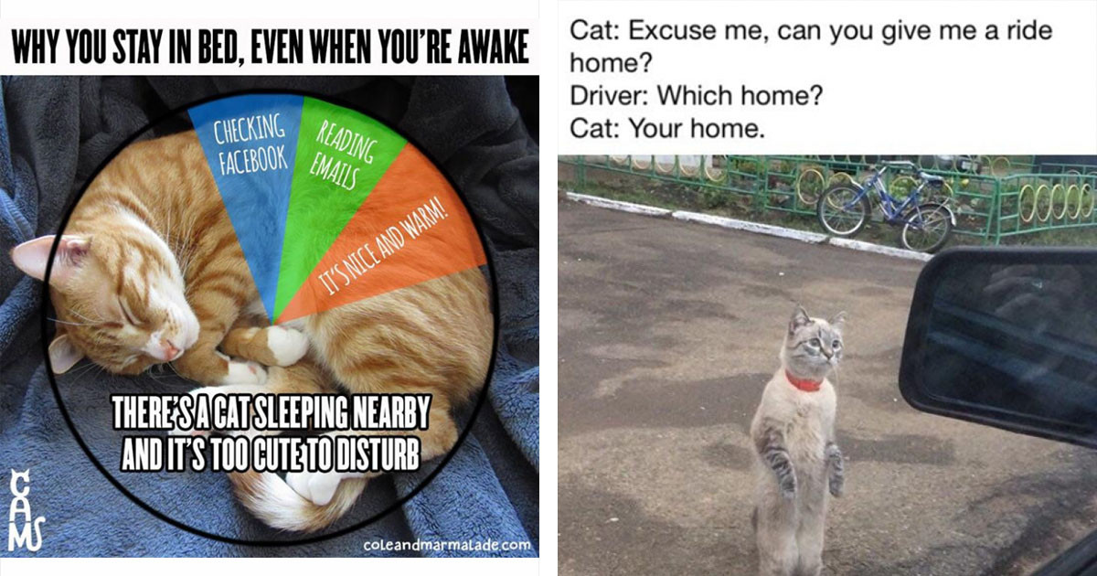 These Cat Photos And Memes Are The Reason We Love Cats So Much