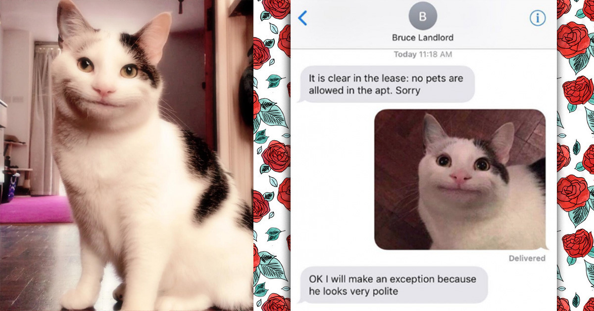 Cute Kitty Ollie Shows The Most Polite Smile Ever