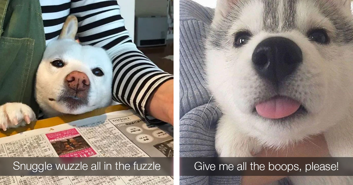 Cutest Puppers on the Internet Doing Adorable Pupper Activities