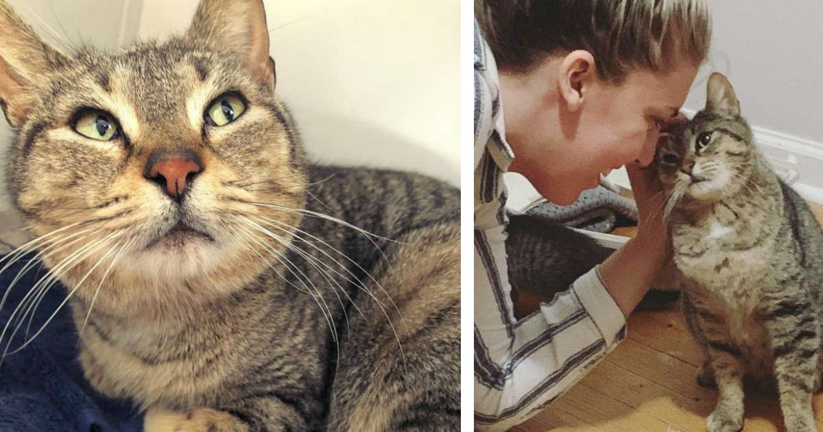 Stray Cat Rescues Herself When She Sneaks Inside A Home To Birth Her ...