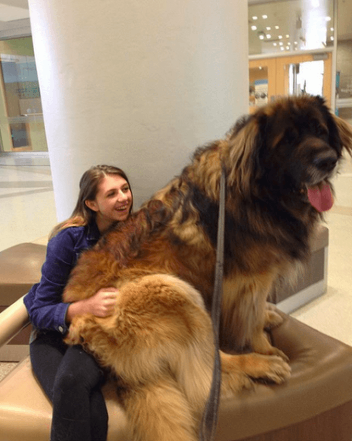 These Super Sized Doggos Think They Are Teenie-Tiny Puppers