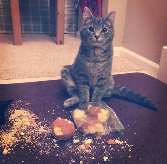 22 Careless And Chaotic Cats Whose Owners Could Use A Break
