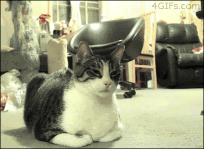 Cats Caught Suddenly Off Guard Have Hilarious Reactions