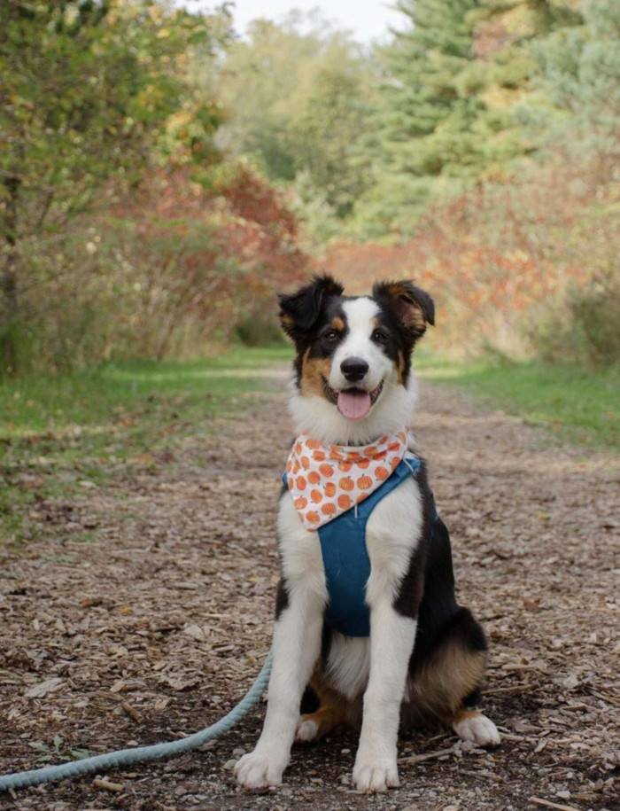 Nobody Is Surprised That This Plan To Give A Dog Money To Stop Barking ...