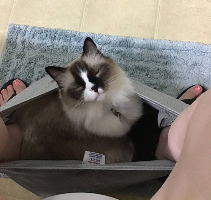 22 Careless And Chaotic Cats Whose Owners Could Use A Break