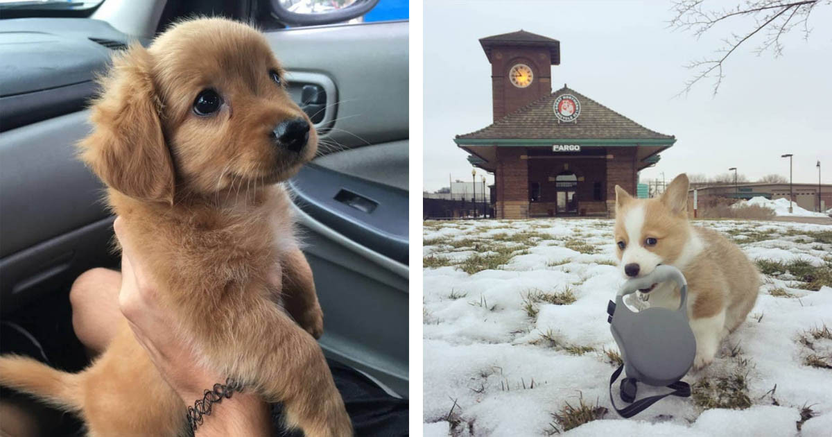 Extremely Cute Puppers That Need To Be Seen By Everyone