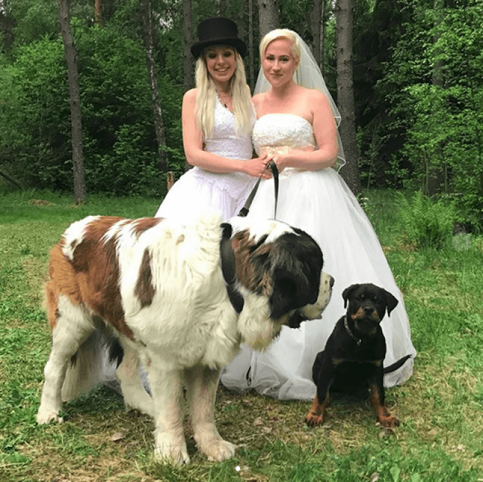 These Super Sized Doggos Think They Are Teenie-Tiny Puppers