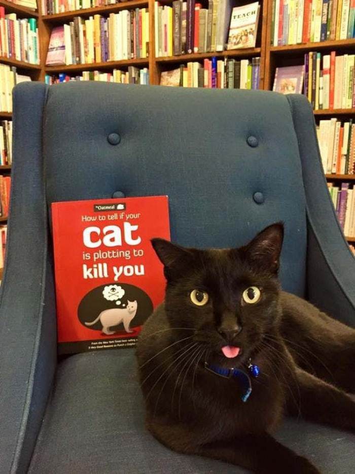 Science Explains The Cat 'Blep' Expression That Is Taking Over The Internet