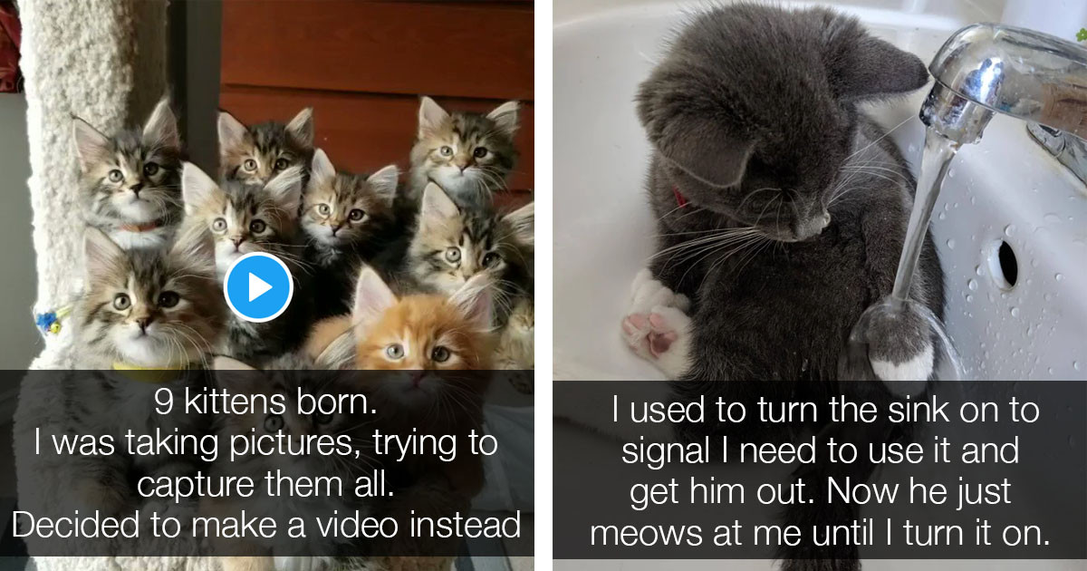 Hilarious Reddit Cat Posts That Are Guaranteed To Make You Smile