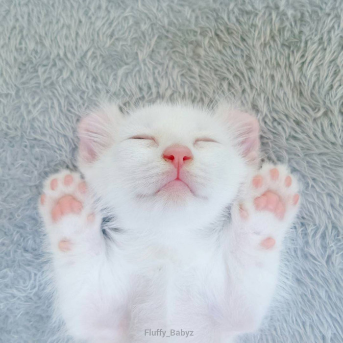 20+ Adorable Tiny Animals That Will Boost Your Mood When You Feel Down