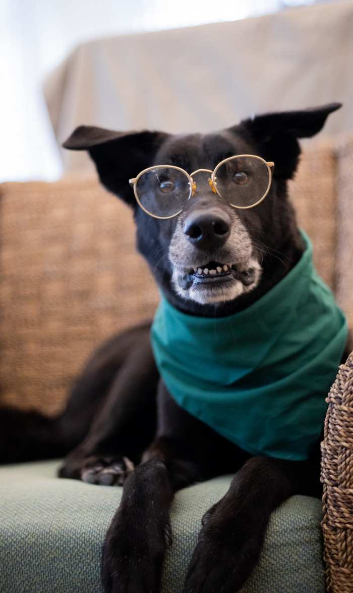 Senior Dogs At Shelter, All Dressed Up As Senior Citizens, Will Warm ...