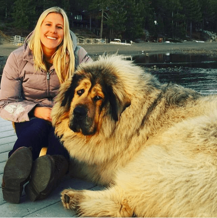 These Super Sized Doggos Think They Are Teenie-Tiny Puppers