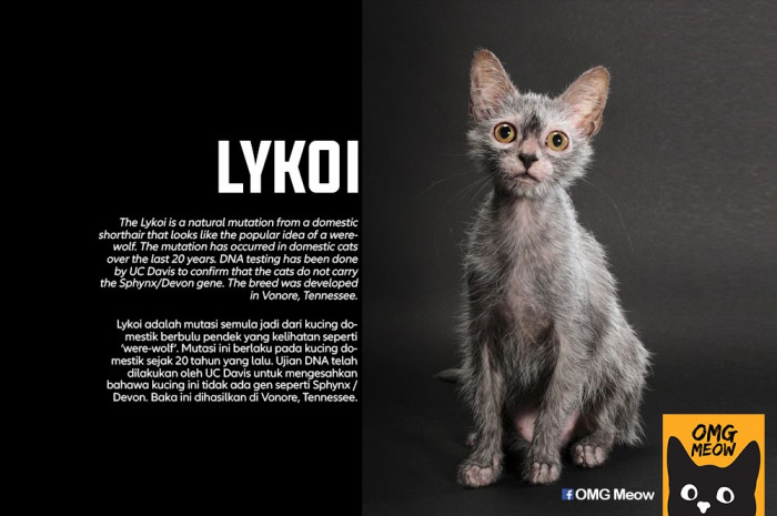 Distinct Cat Breeds And Their Origins That Are The Most Popular In The ...