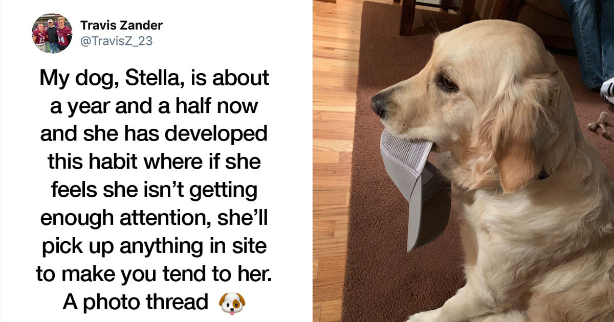 Golden Retriever Carries Random Objects to Get More Attention