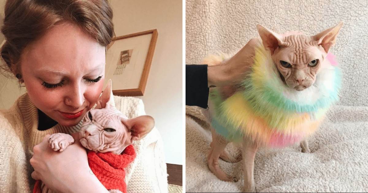 Loki the Grumpy Sphynx Cat Is Here, and People Are Saying He's the New ...
