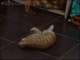Cats Caught Suddenly Off Guard Have Hilarious Reactions