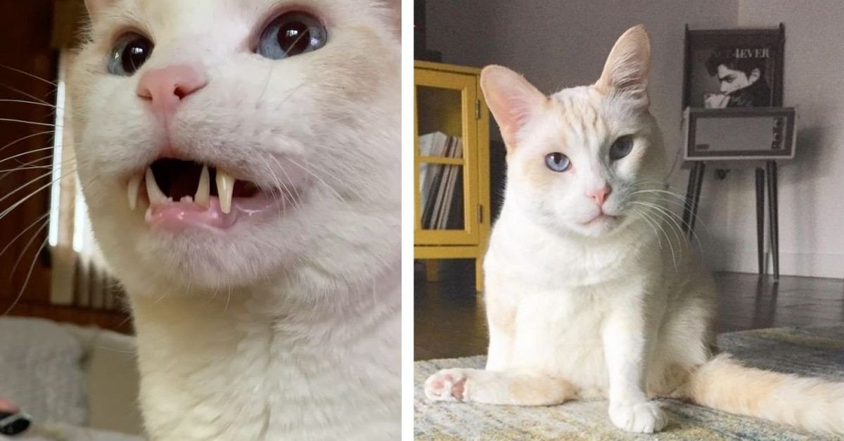 Tripod Cat Named Gimpy Survived Cancer And Now Entertains Devoted Fans