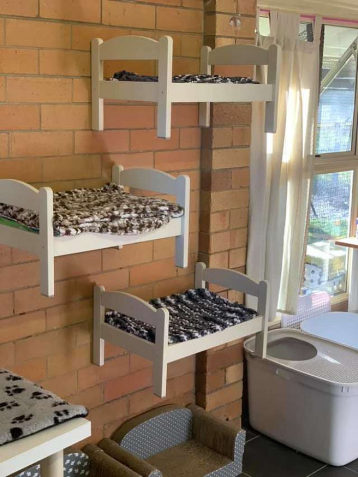 Four Cats Have Been Raising Hell Over The New Doll Bed, So More Beds ...