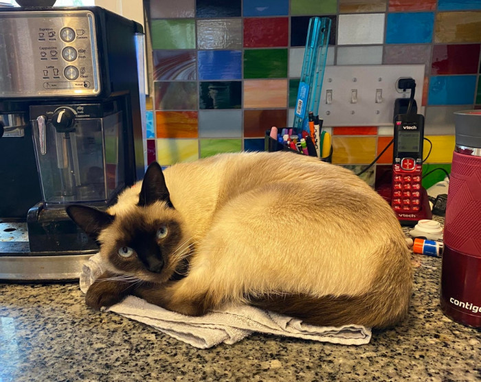 Stories About Pets That Will Make You Realize They Are Basically Evil ...