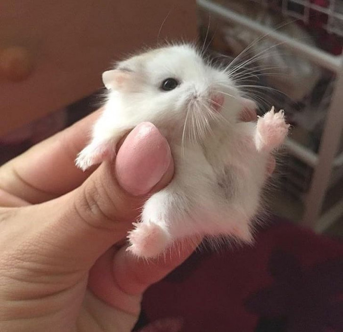 20+ Adorable Tiny Animals That Will Boost Your Mood When You Feel Down