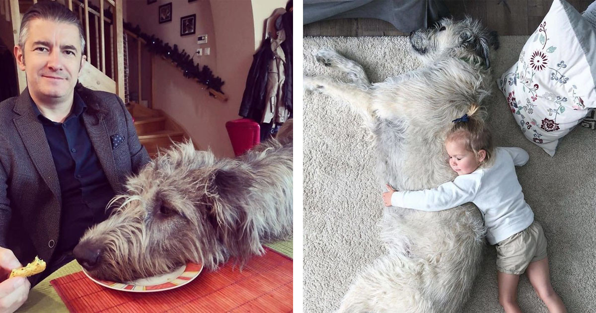 Despite Their Large Size, These Wolfhounds Still Consider Themselves ...