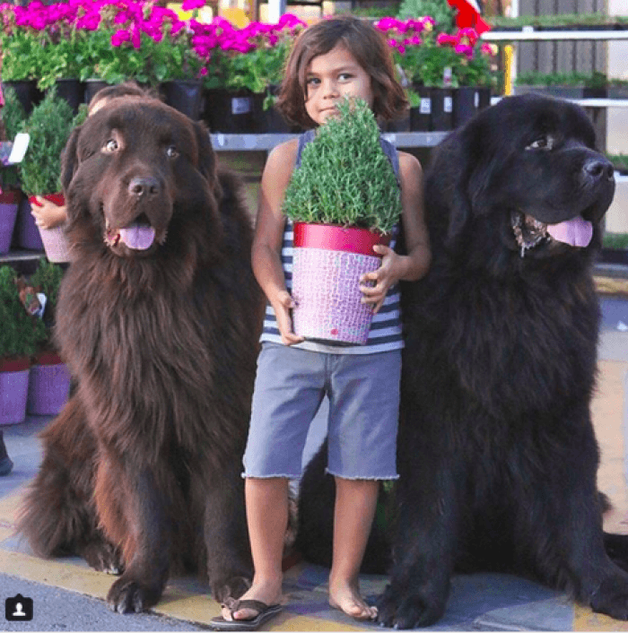 These Super Sized Doggos Think They Are Teenie-Tiny Puppers