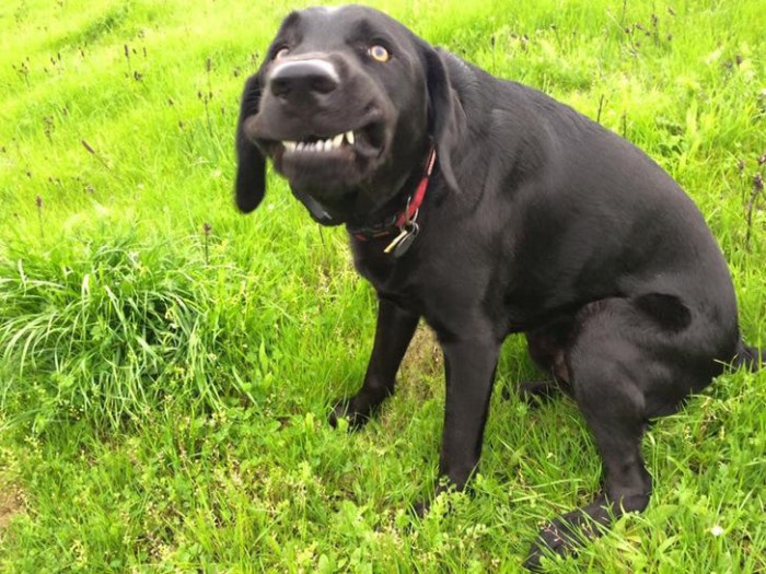20 Animals Incapable of Taking "Normal" Pictures