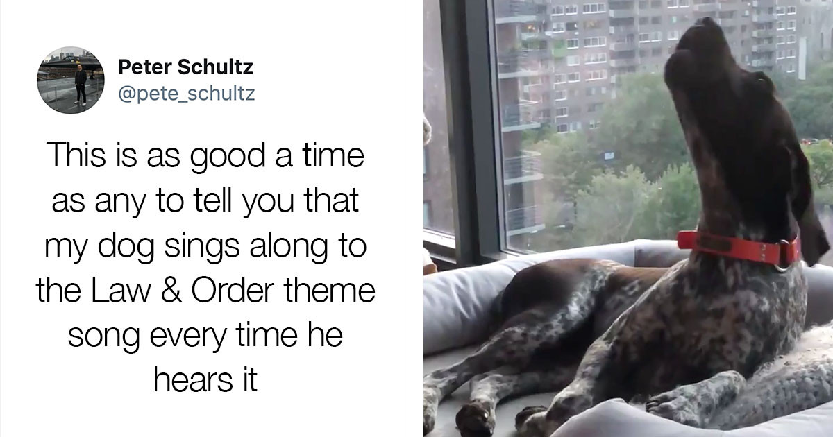 This Dog Loves The 'Law & Order' Theme Song And He Sings Along Every Time