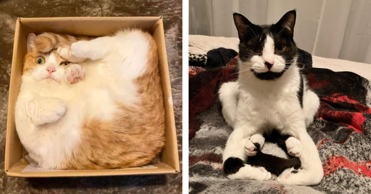 "Why Is My Cat Acting Strange" - People Share Hilarious Photos Of Their ...