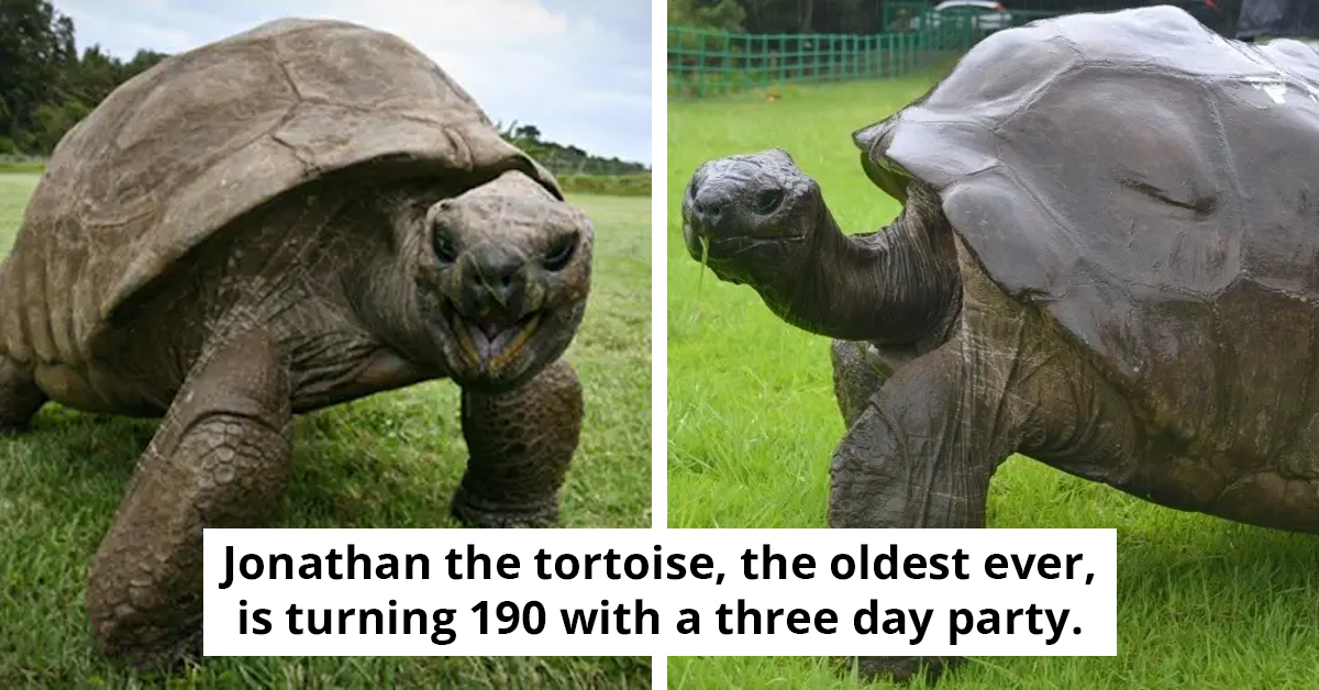 Jonathan, The Oldest Tortoise, Celebrates 190th Birthday With A Three ...