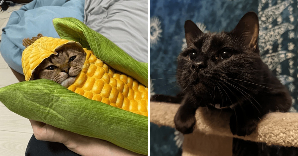 21 Purrfect Cats Chill Out, Including a 20-Year-Old Feline