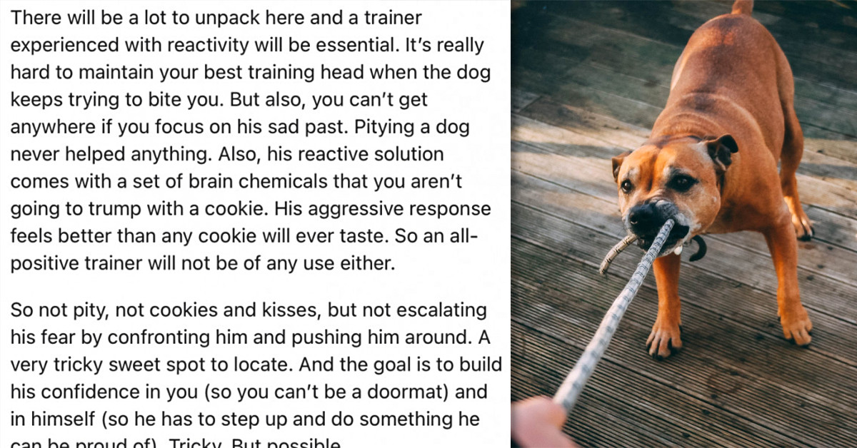Quora User Seeks Help Training an Ex-Bait Dog, Internet Responds