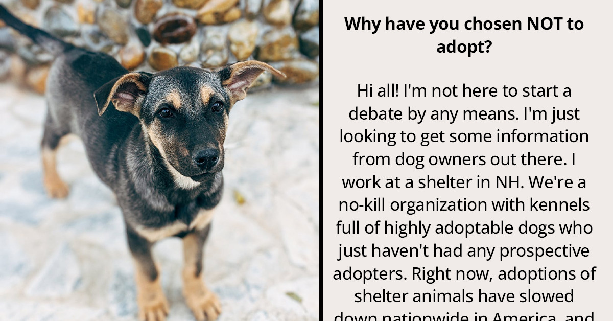 Redditors Share The Reasons Why They've Chosen Not To Adopt Dogs