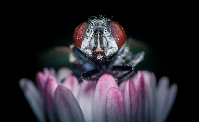 Belgian Natural Photographer Shares 23 Wonderful Photos Of Insects ...