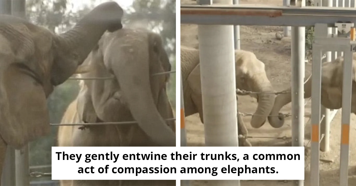 Former Circus Elephant Mila Reunites With Herd Leader Mary