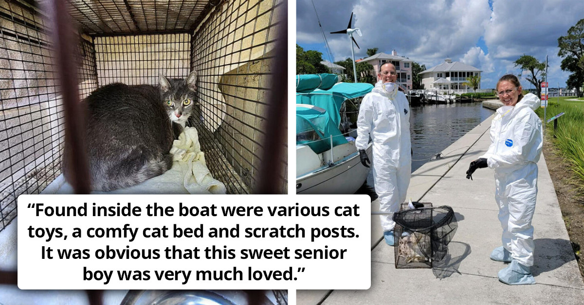 Adorable Moment When Captain Jack, The Cat, Was Rescued From A Sailboat ...