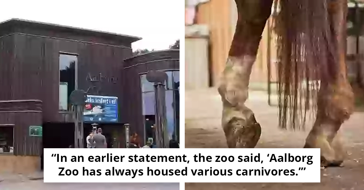 Teen’s Pony Is Donated to Aalborg Zoo, Then Fed to Lions