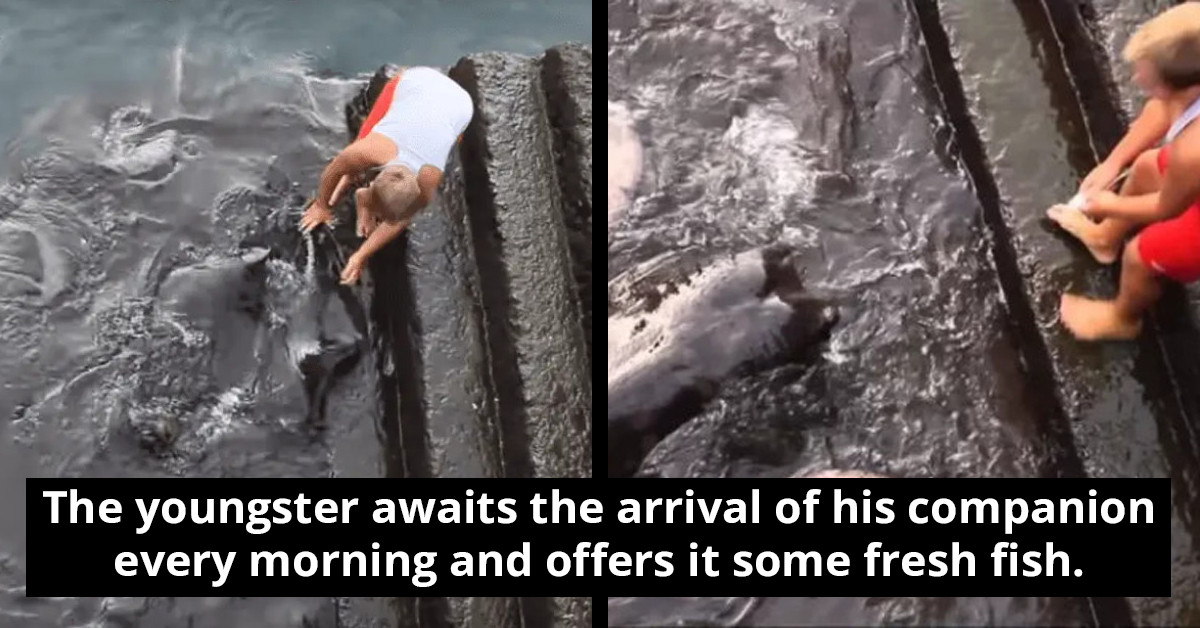 Boy And Giant Sea Animal Form An Unusual And Rare Friendship, Waits For ...