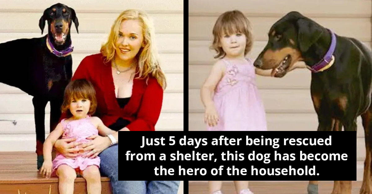 Dobermann Khan Throws Baby Charlotte Over His Shoulder