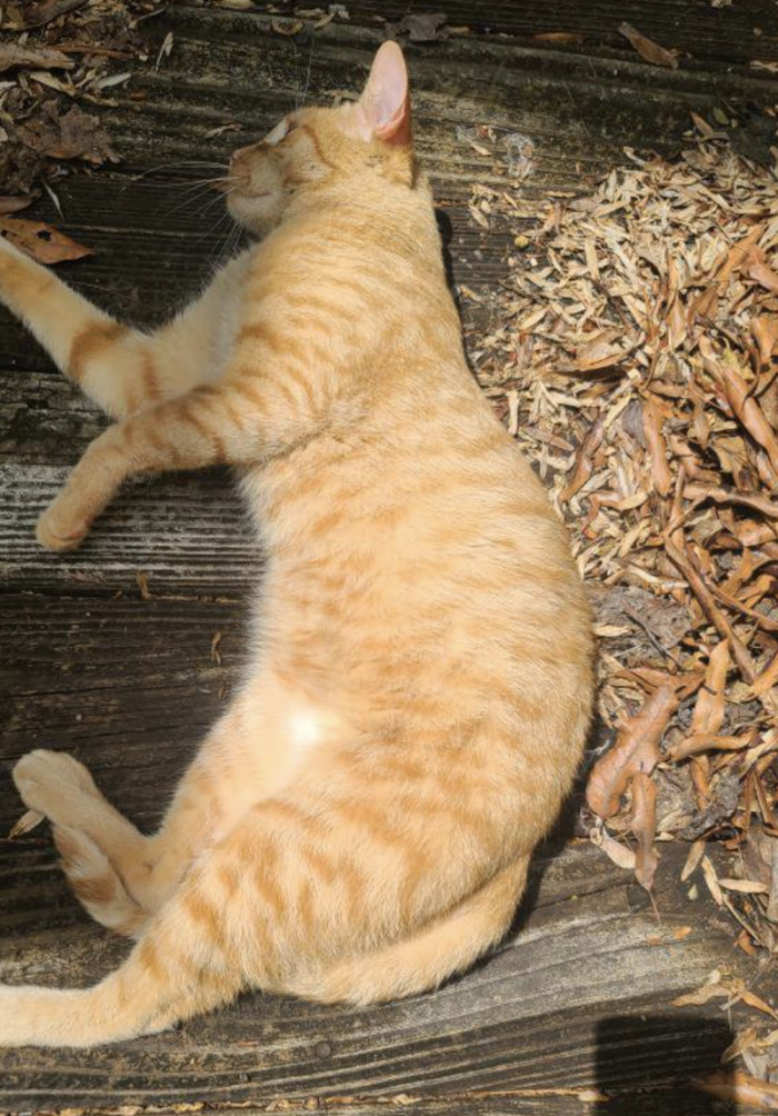 12 Awesome "Not My Cat" Photos Where Nice People Bonded With Kitties ...