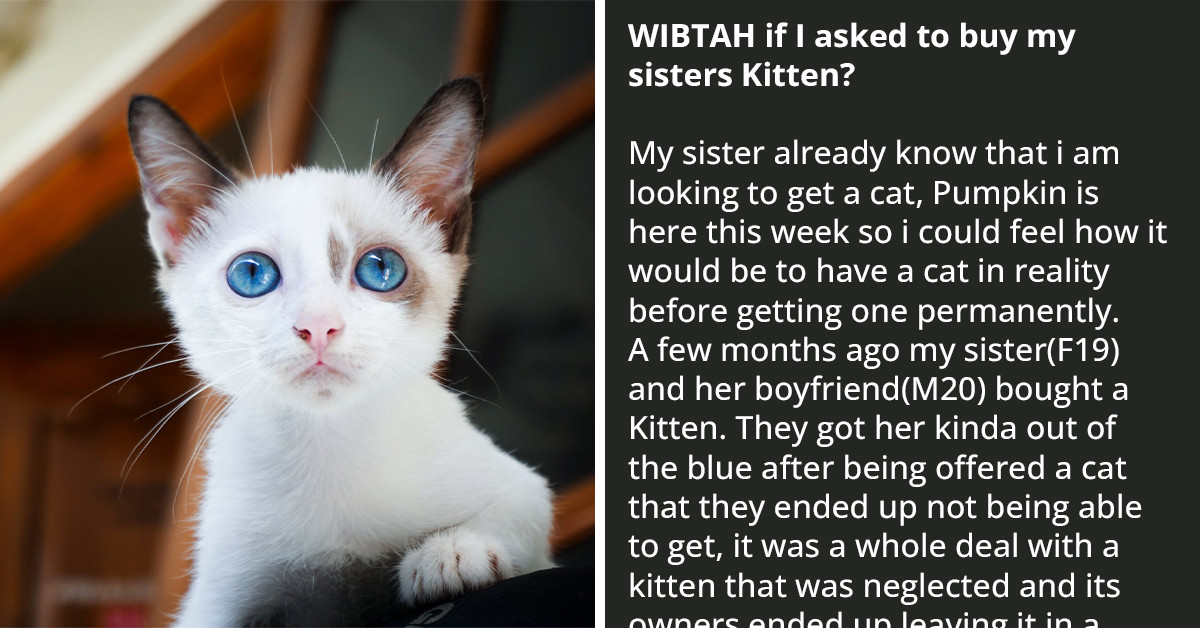 Cat Lover Feels She Will Be A Better Hooman For Her Sister's Kitten ...