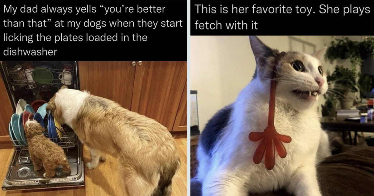 Mid-Week Animal Memes That Can Cure Your Soul