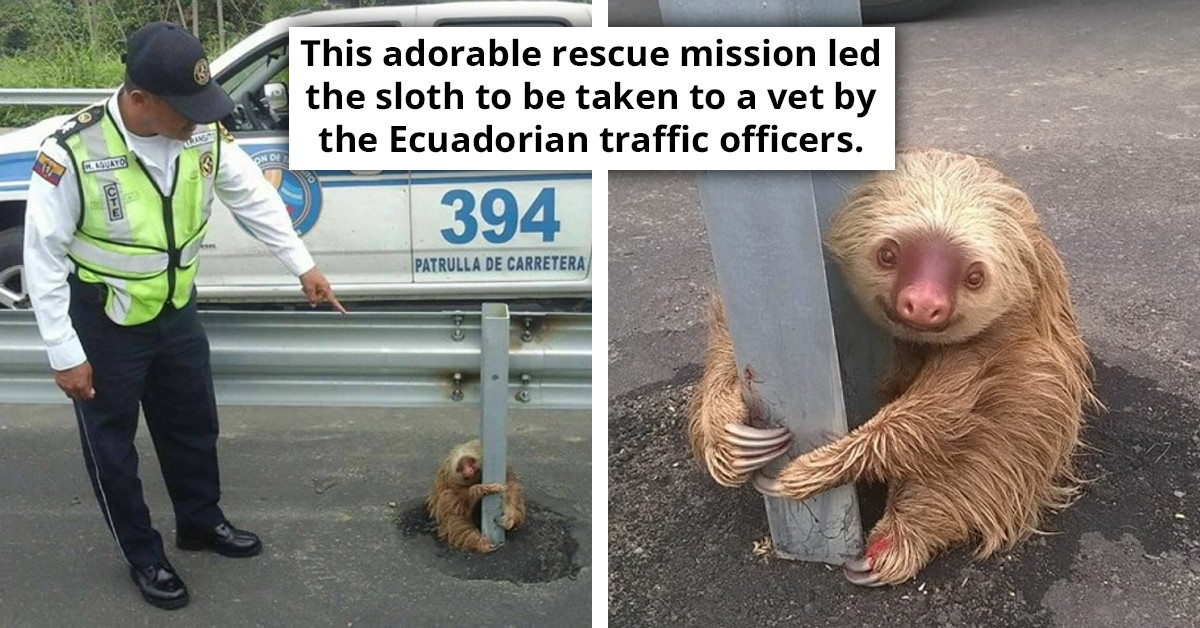Adorable Sloth Rescued By Police After Being Trapped On The Highway