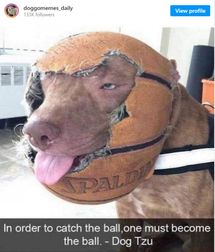 19 Cute and Hilarious Posts About Cat and Dog Pets