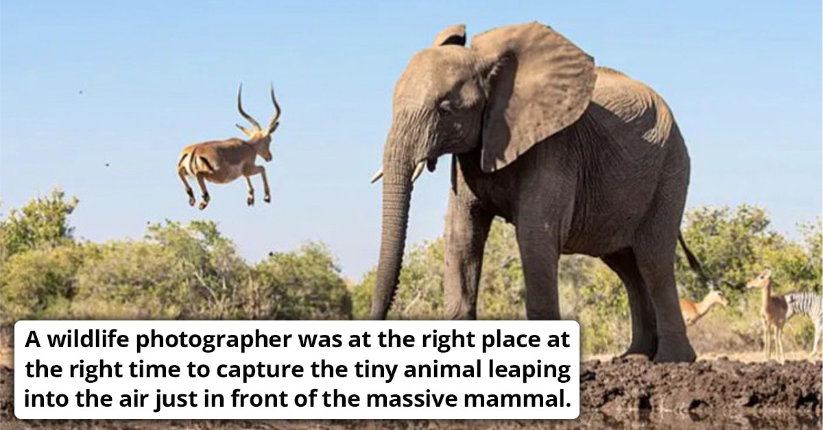 Tiny Impala Jumps In Front of Intruding Elephant